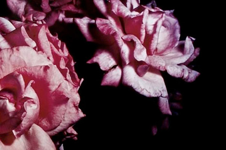 David Sims' Iconic Roses - Garden Collage Magazine
