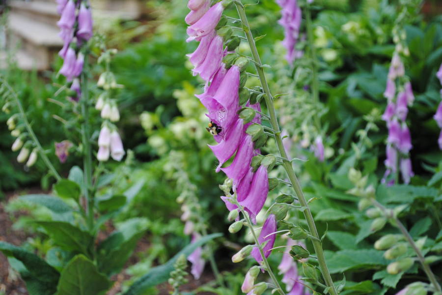 How To Create A Bee-Friendly Landscape - Garden Collage Magazine