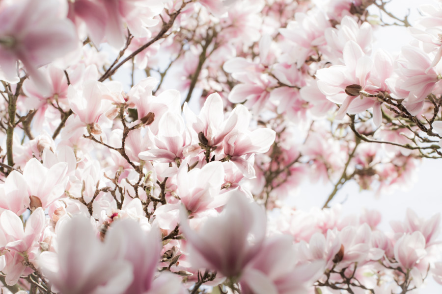 Fairytale Trees Every Gardener Should Know - Garden Collage Magazine