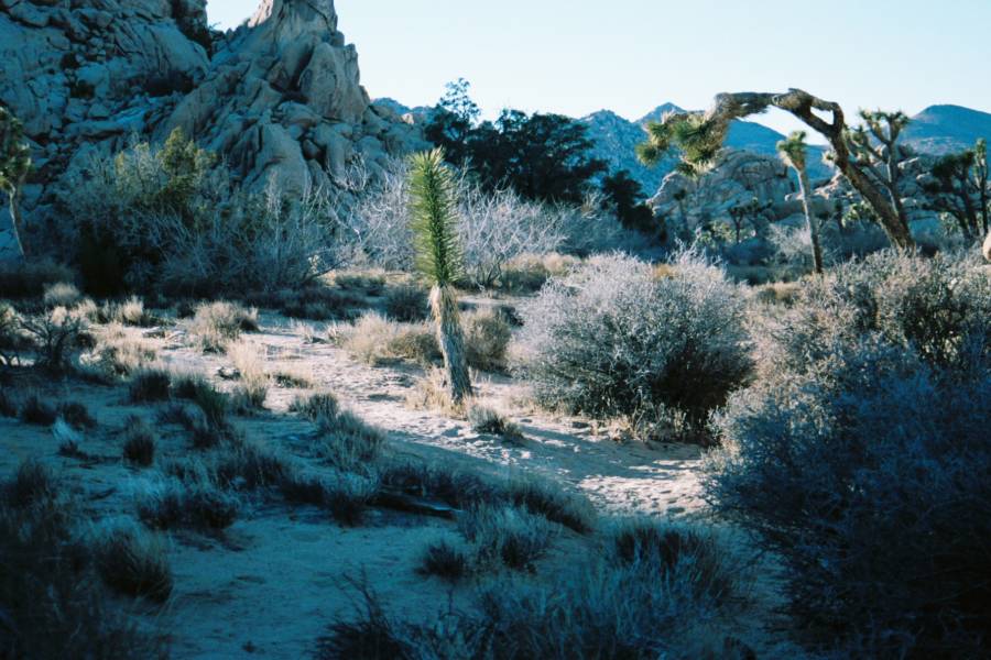 The Hidden Magic of Joshua Tree National Park - Garden Collage Magazine