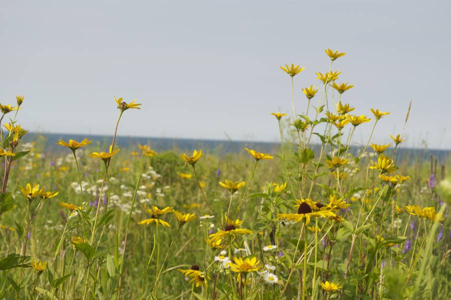 Norway Aims For World's First "Bee Highway" - Garden Collage Magazine