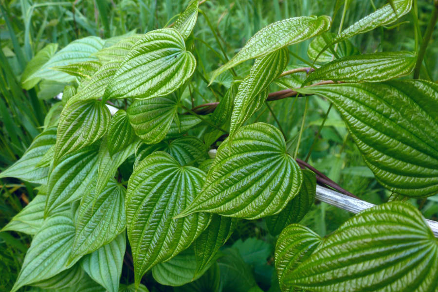 Wild Yam: The Original Birth Control? - Garden Collage Magazine