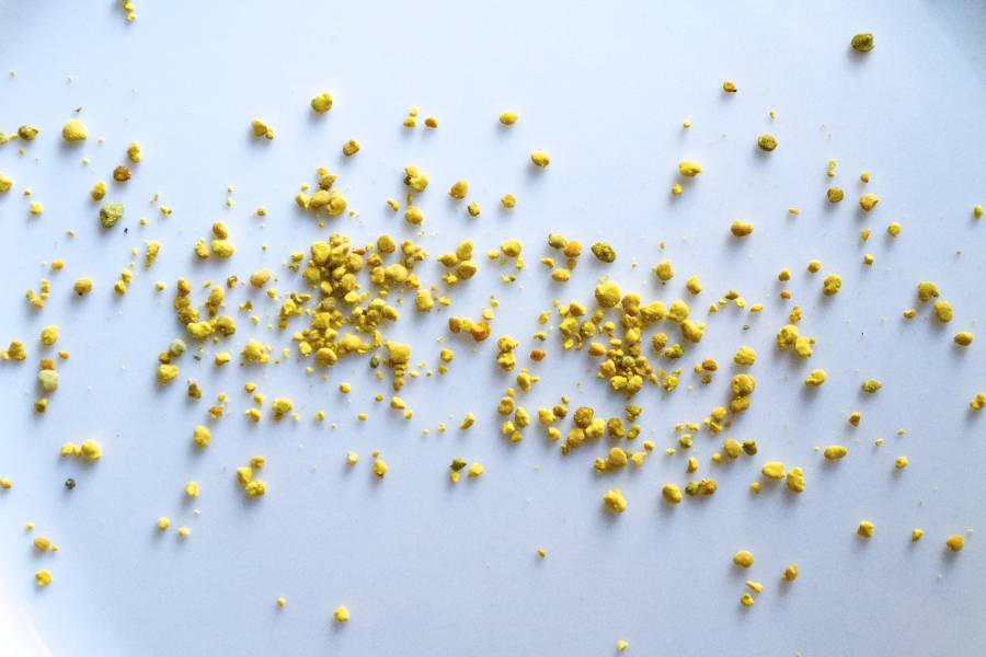 Citizen Science: A New Kind of Pollen Count - Garden Collage Magazine