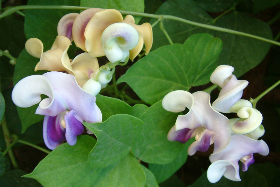 The Snail Flower Is One of The Weirdest, Coolest Plants We've Ever Seen ...
