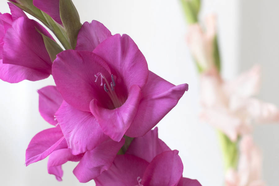 Ask Ella: How Gladiolus Takes Bouquets To The Next Level - Garden ...