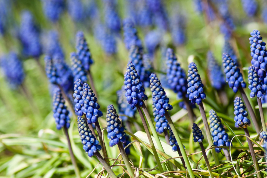 6 Gorgeous Bulbs That Will Beautify Any Garden - Garden Collage Magazine