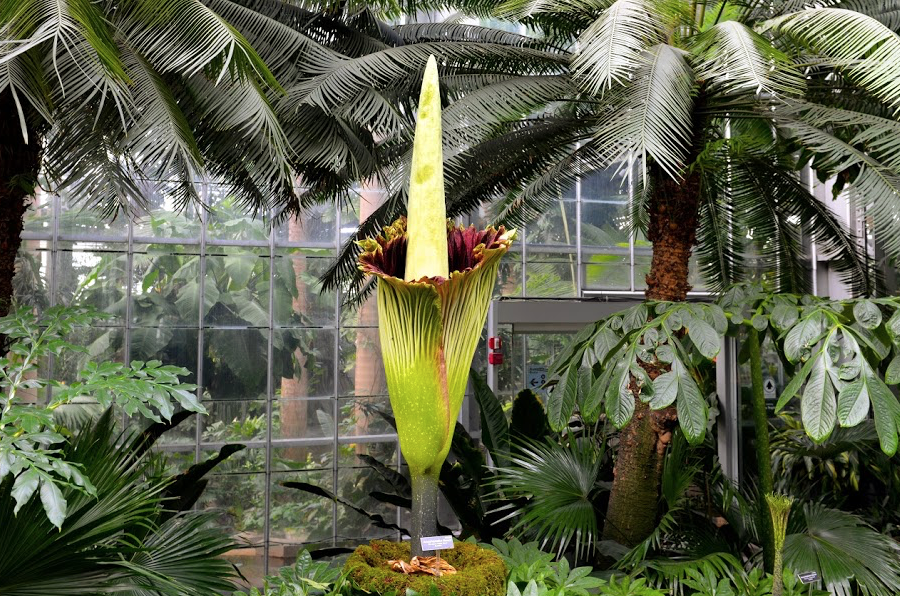 The Corpse Flower, The World's Largest and Smelliest Flower, Is ...