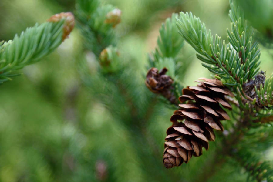 Why Are Some Pinecones Open And Others Closed? - Garden Collage Magazine