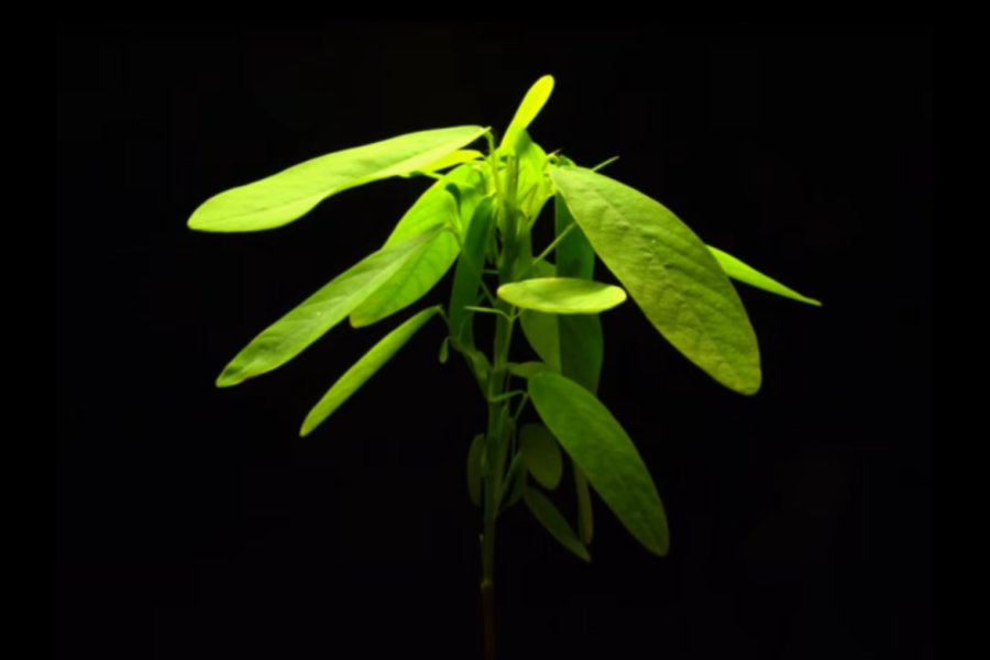 The Story Behind The Dancing Plant's Elusive, Mysterious Tango - Garden ...