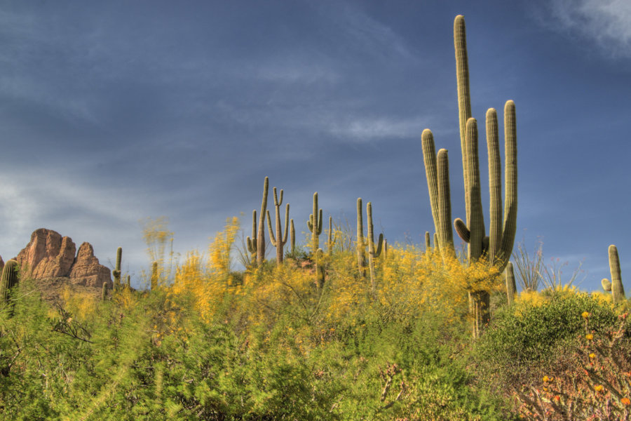 Getting to Know the United States' Biggest Cactus - Garden Collage Magazine