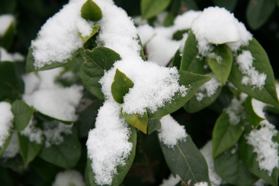 What Happens to Plants Under Snow? - Garden Collage Magazine