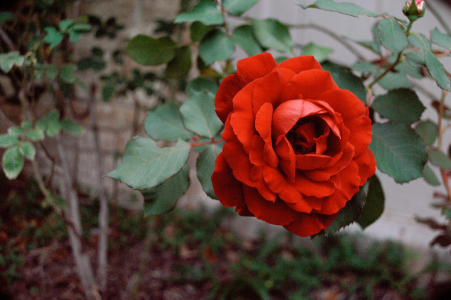 A Midsummer Night's Bloom: Understanding The Flora Behind Shakespeare’s ...